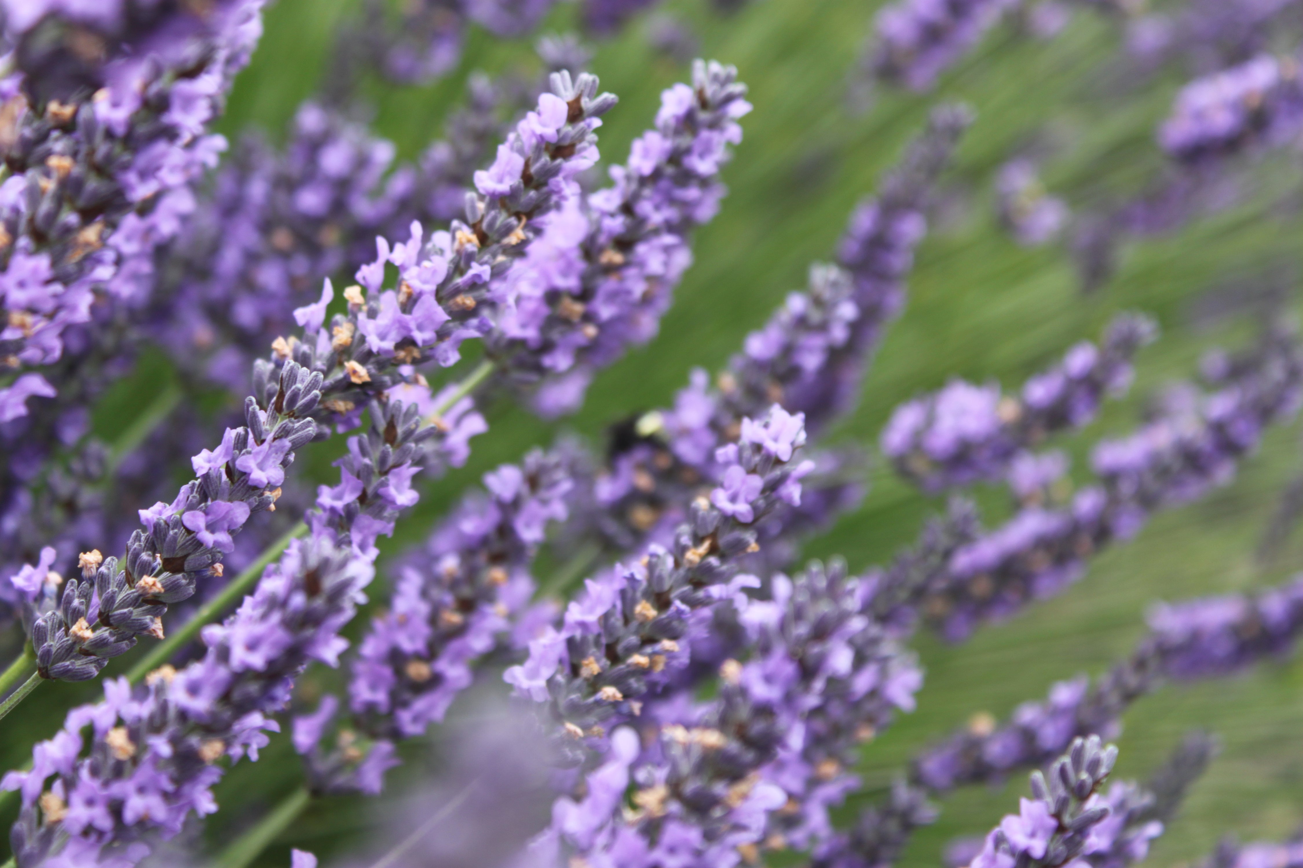 Lavender Stress Balls – Purple Haze Lavender Farm